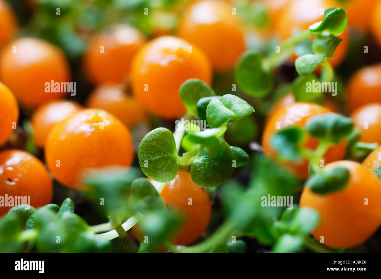 Pin cushion plant hi-res stock photography and images - Alamy