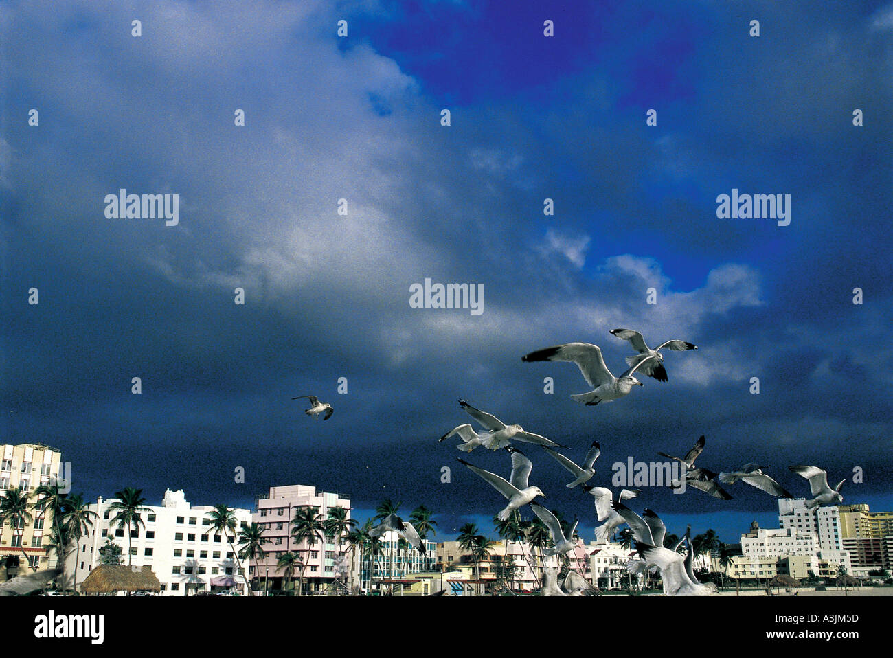 historic picture year of 1987 seagulls city of miami beach quarter of ...