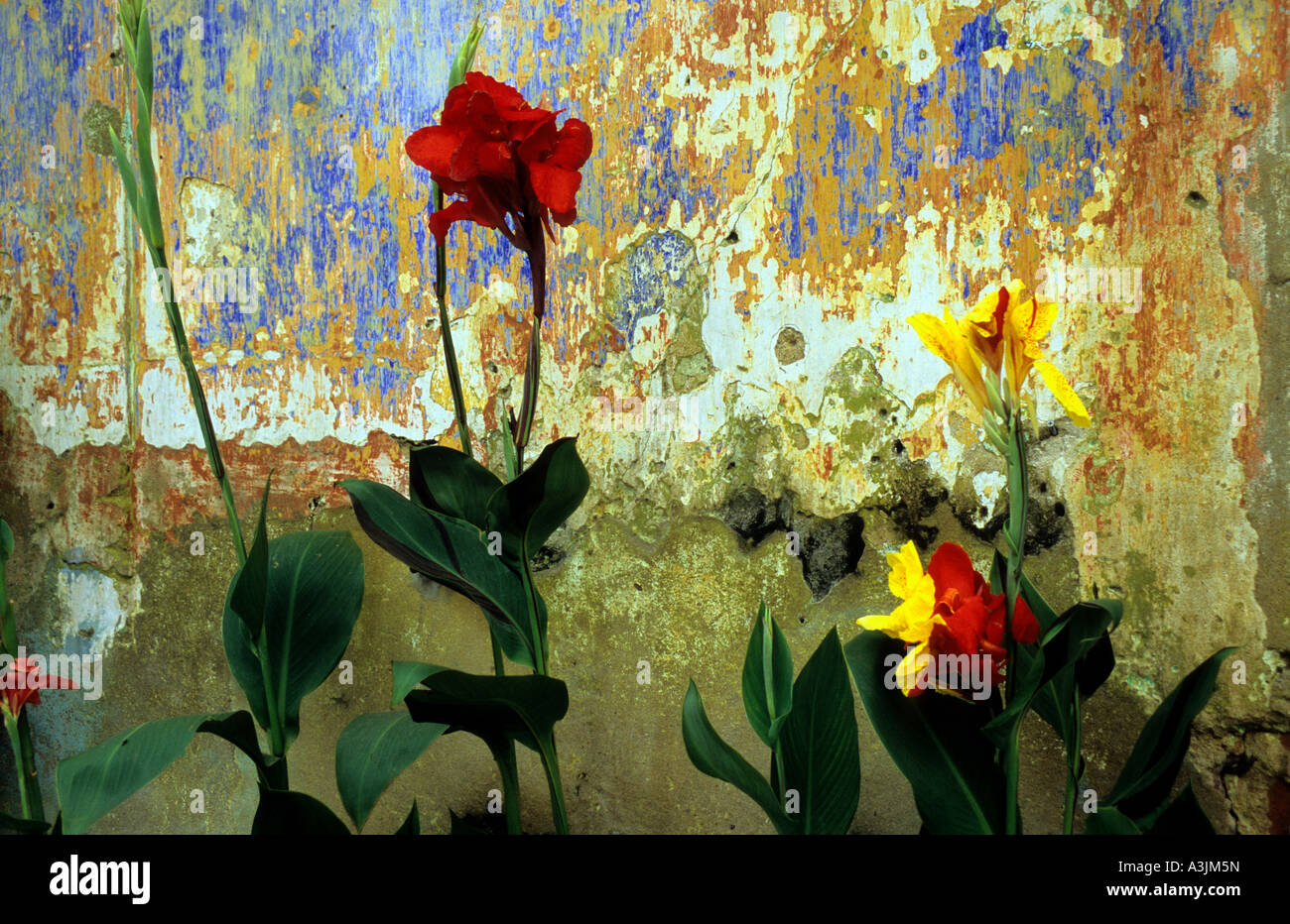 Red and yellow flowers, irises Stock Photo - Alamy