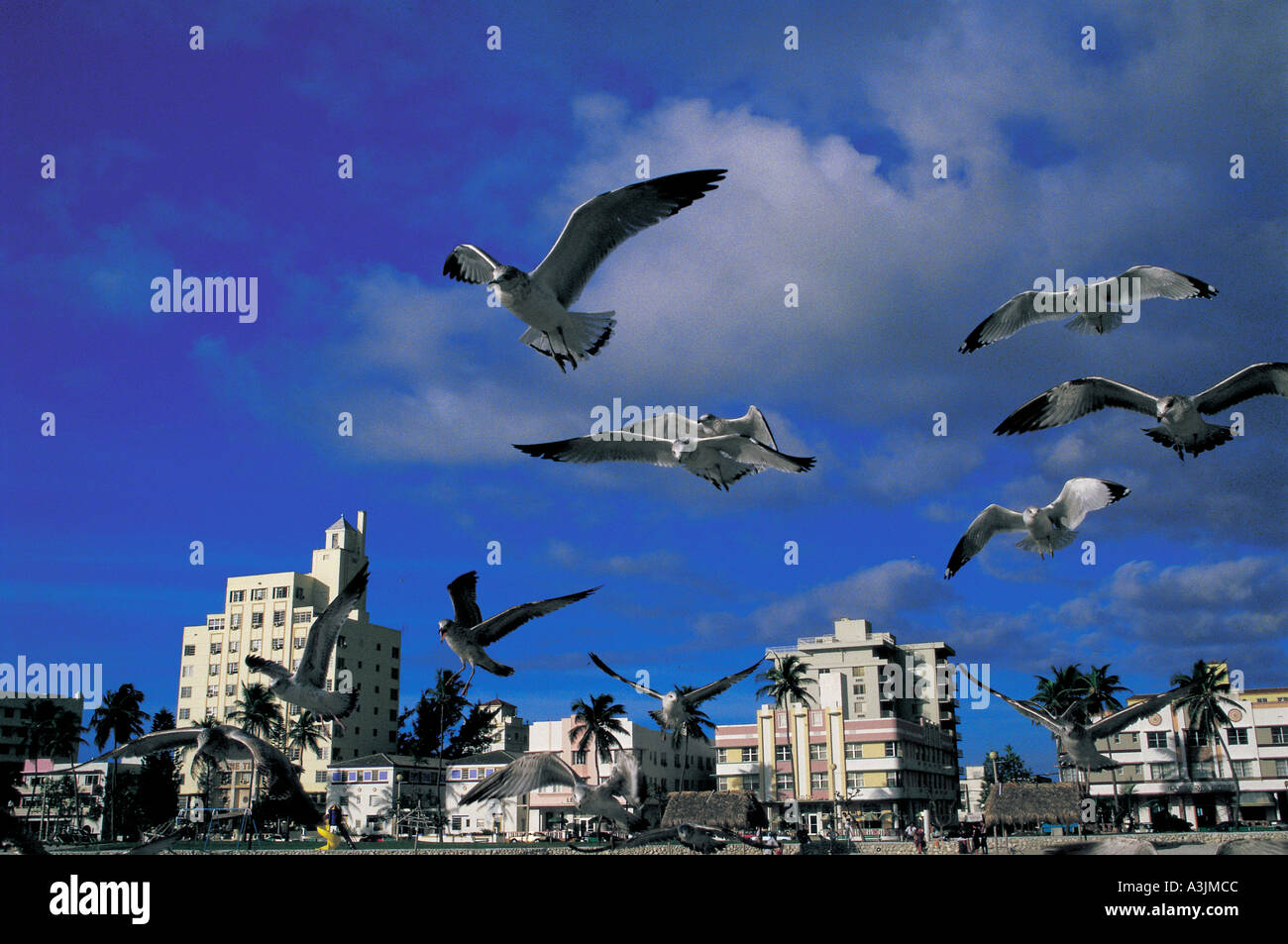 Miami south beach seagulls hi-res stock photography and images - Alamy