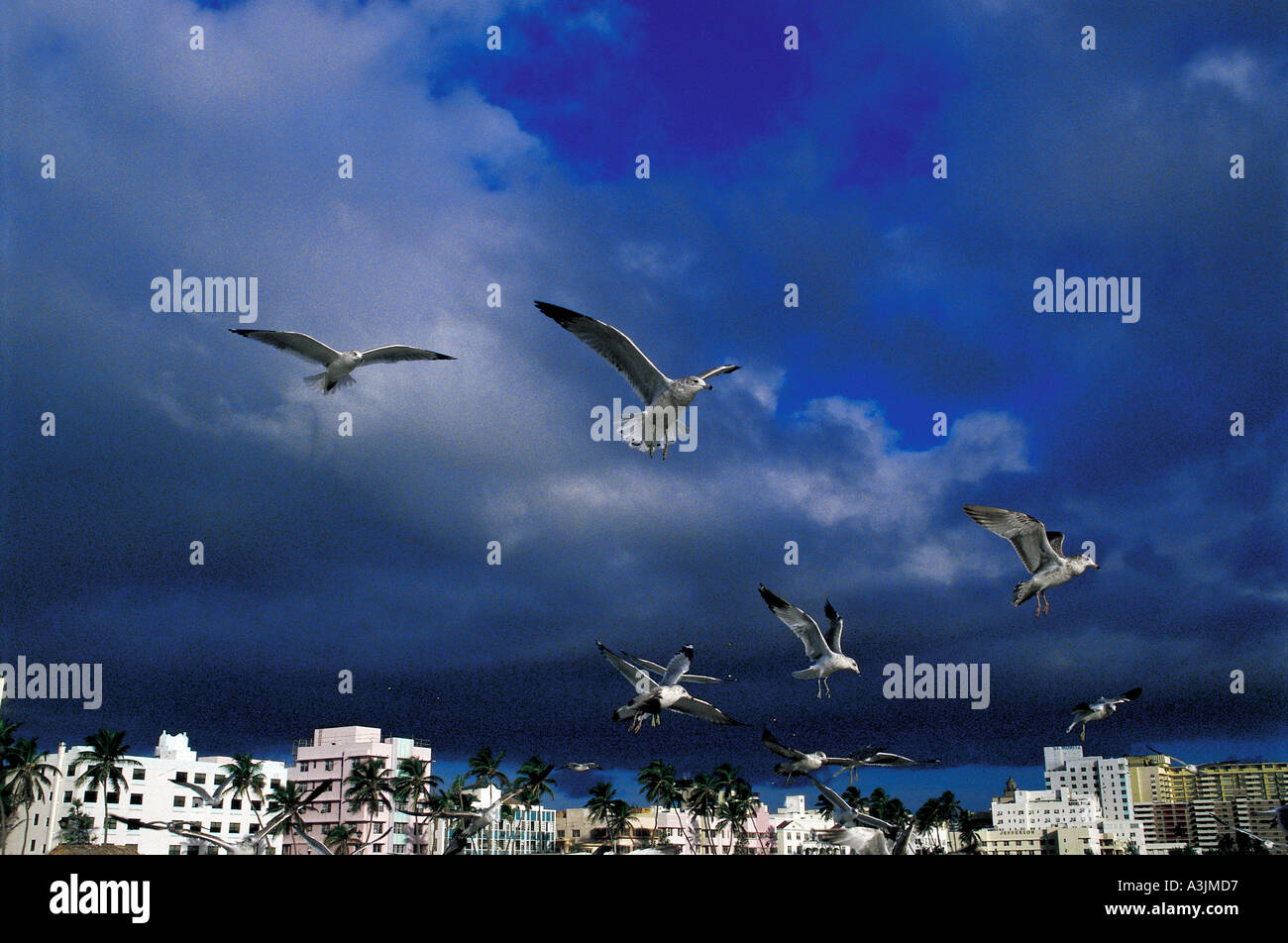 historic picture year of 1987 seagulls city of miami beach quarter of ...