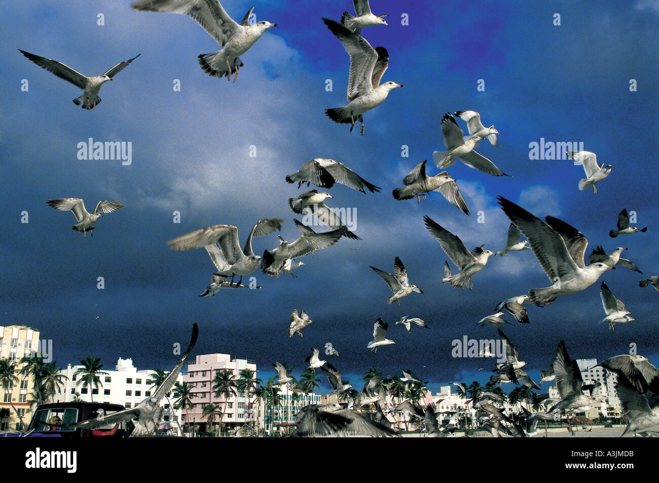 historic picture year of 1987 seagulls city of miami beach quarter of ...