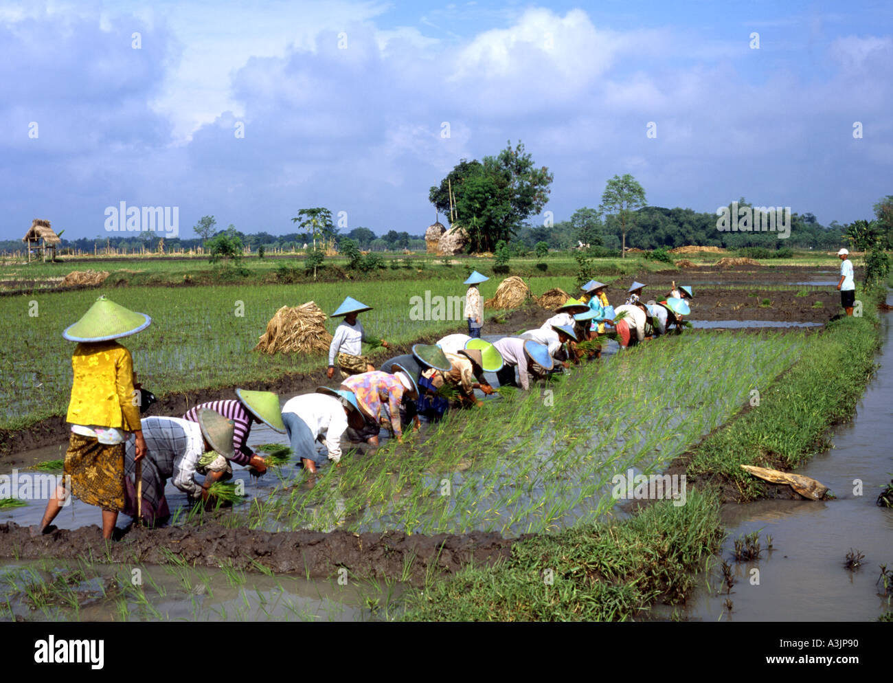 local woman work in a line planting young rice plants in a rice paddy ...