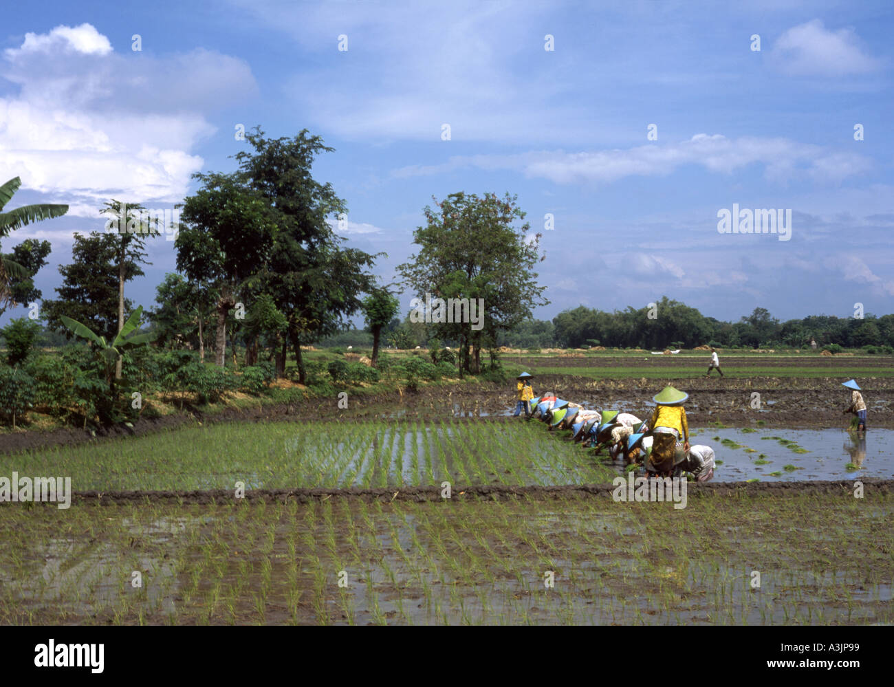 Preparing a rice paddy hi-res stock photography and images - Alamy