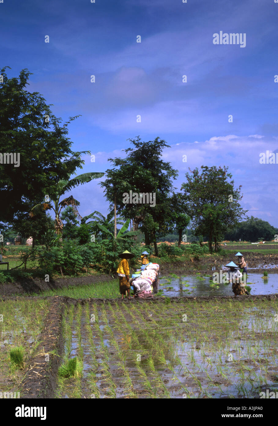 Preparing a rice paddy hi-res stock photography and images - Alamy