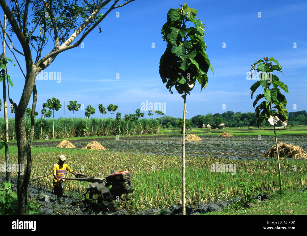 Local field worker using a rotovator in lush green rice field next to ...