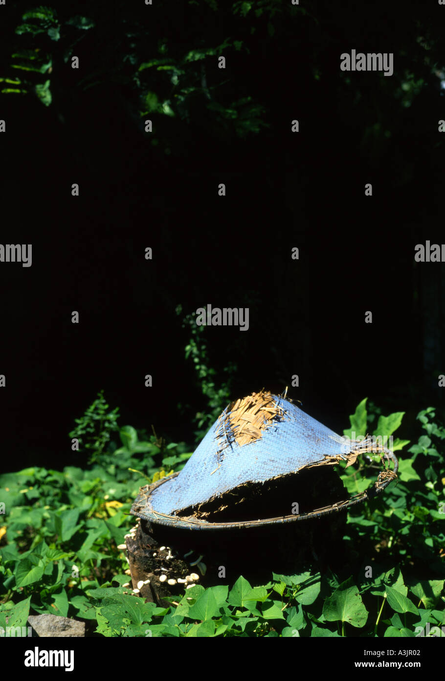 discarded broken traditional straw field workers hat lays discarded ...