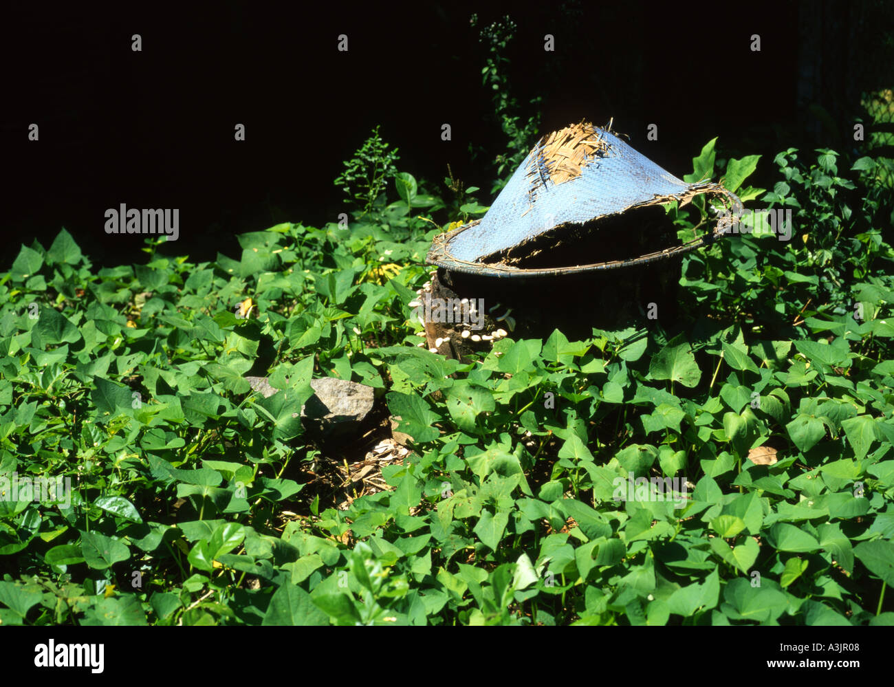 discarded broken traditional straw field workers hat lays discarded ...