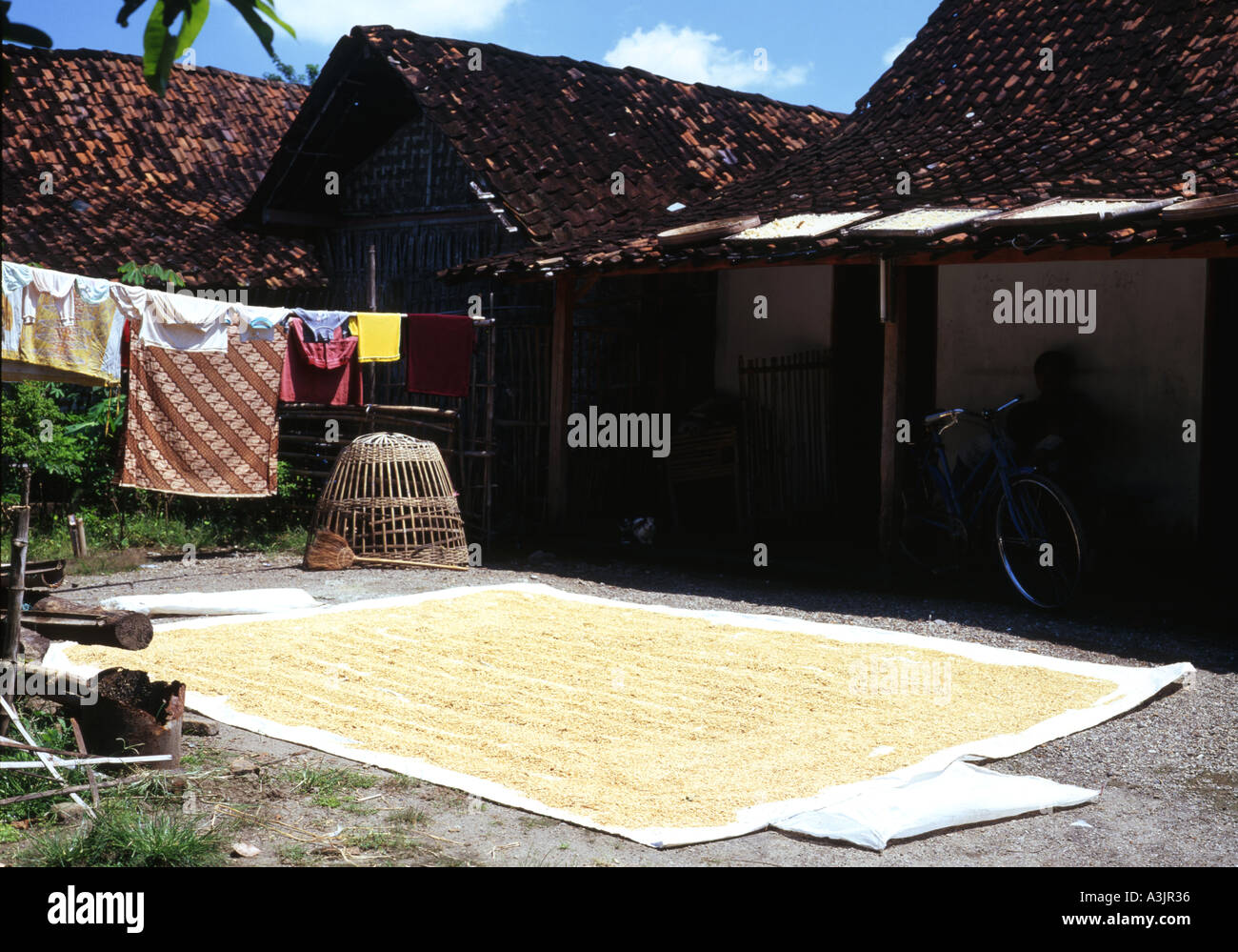 Harvested grains of rice drying in the sun in the courtyard of a house ...