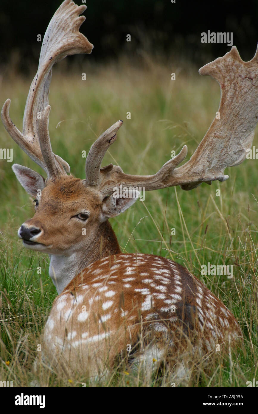 Fallow me hi-res stock photography and images - Alamy