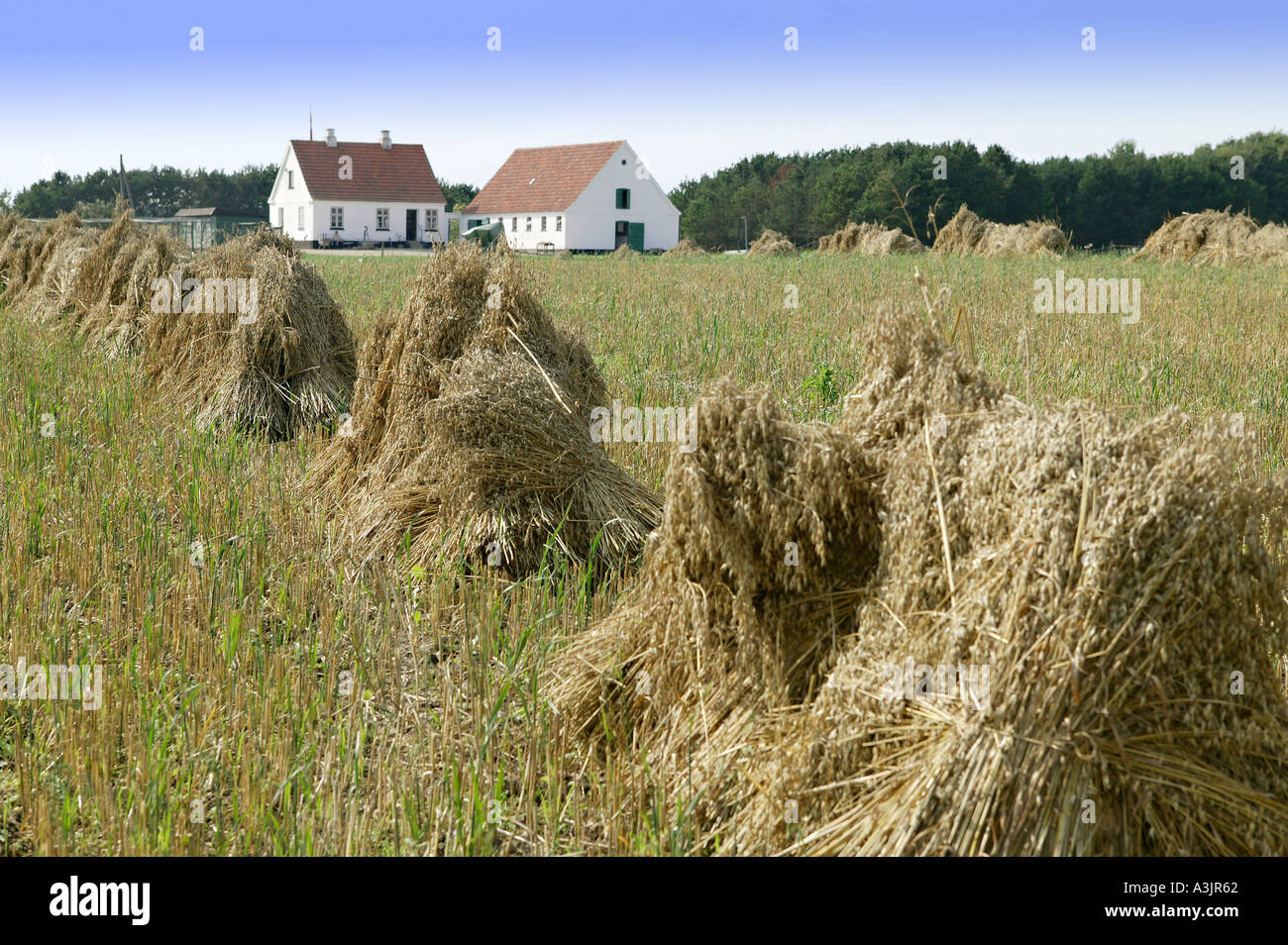 Wheat sheaf hi-res stock photography and images - Alamy