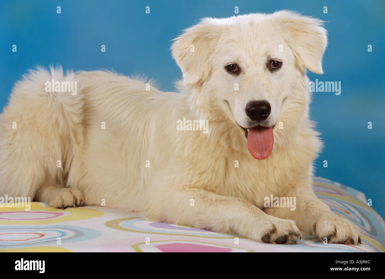 Maremma Sheepdog puppy Stock Photo - Alamy