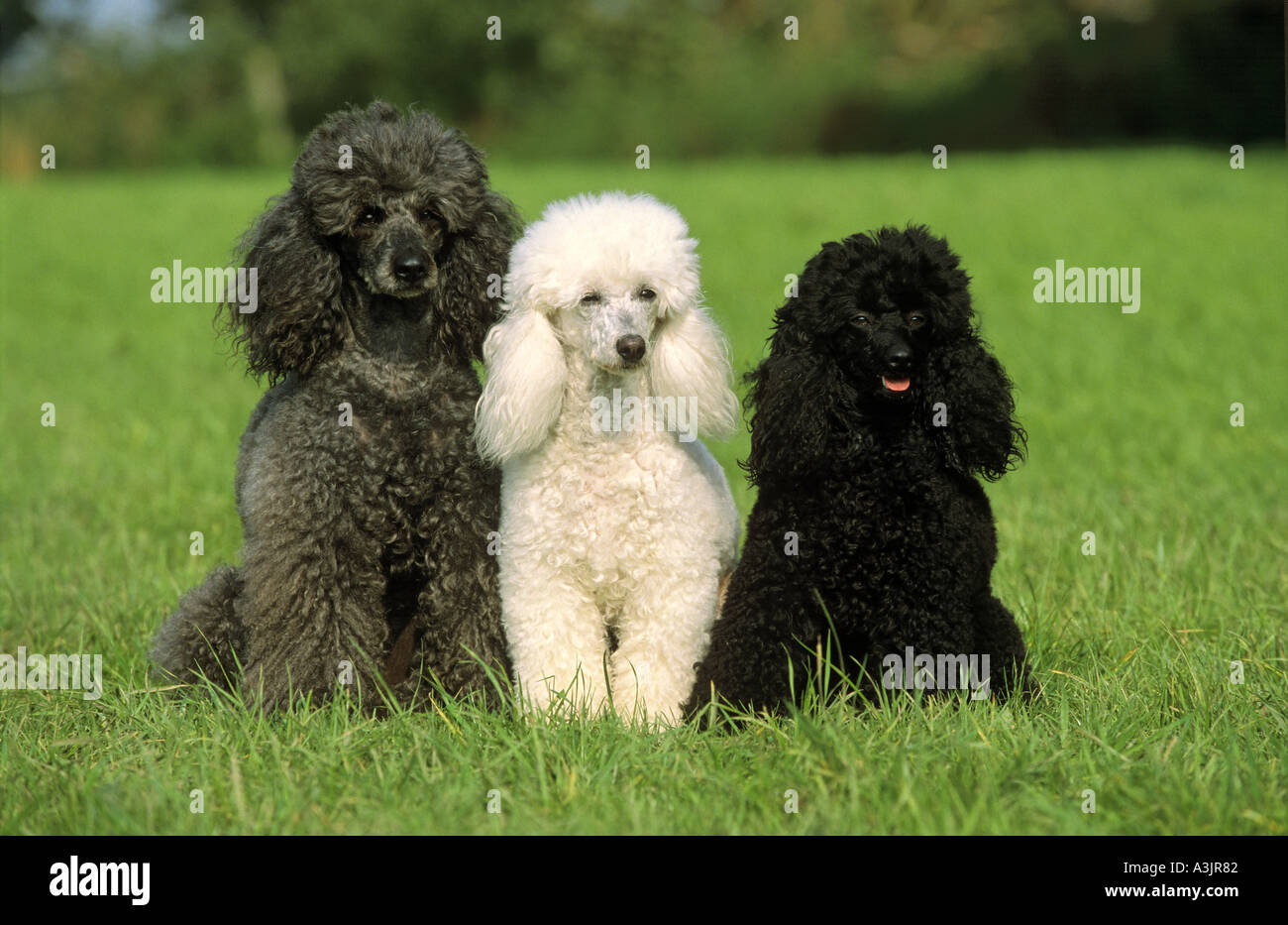 Three white poodle dogs hi-res stock photography and images - Alamy