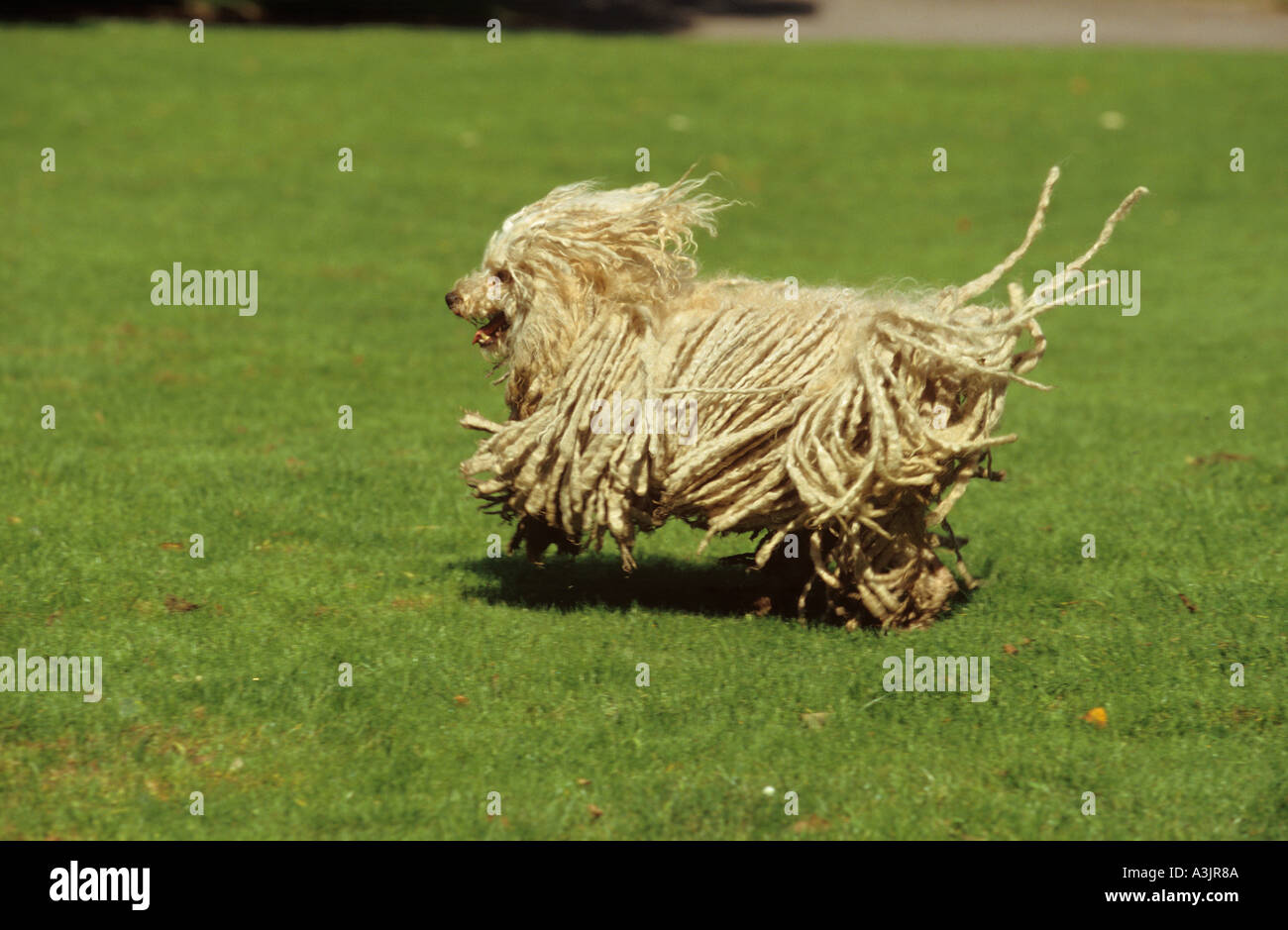 Hungarian pulis hi-res stock photography and images - Alamy