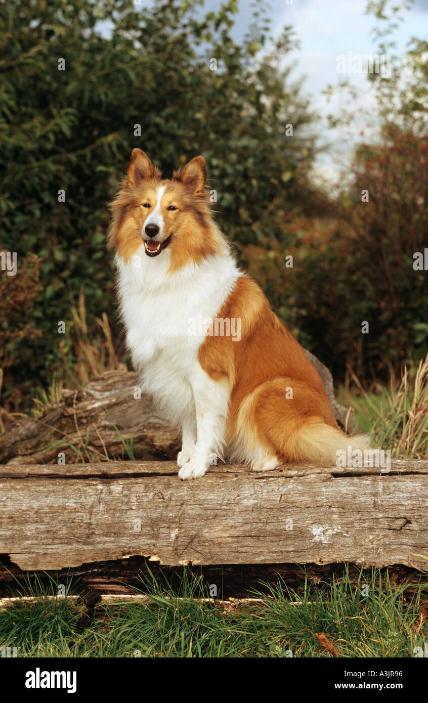 Shelties shetland sheepdog hi-res stock photography and images - Alamy
