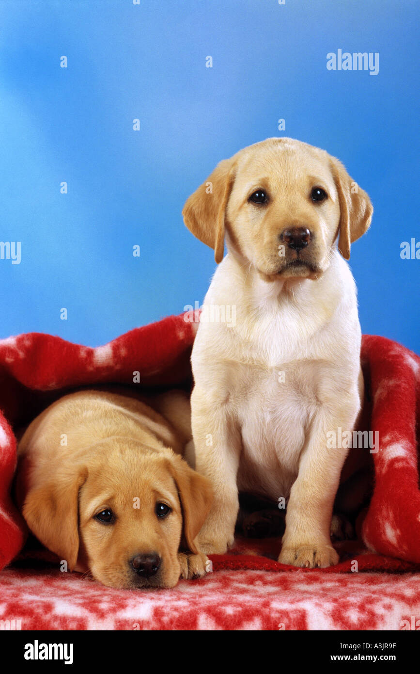 Two dogs puppies hi-res stock photography and images - Alamy