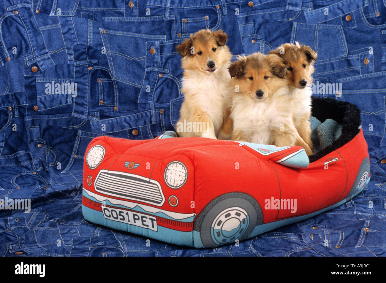 three Collie dog puppies in toy car Stock Photo - Alamy