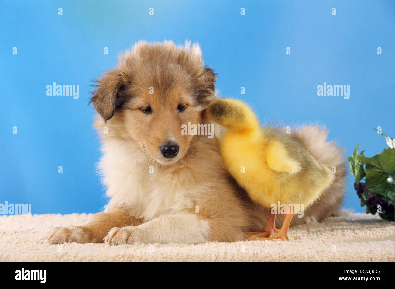 Dog and ducklings hi-res stock photography and images - Alamy