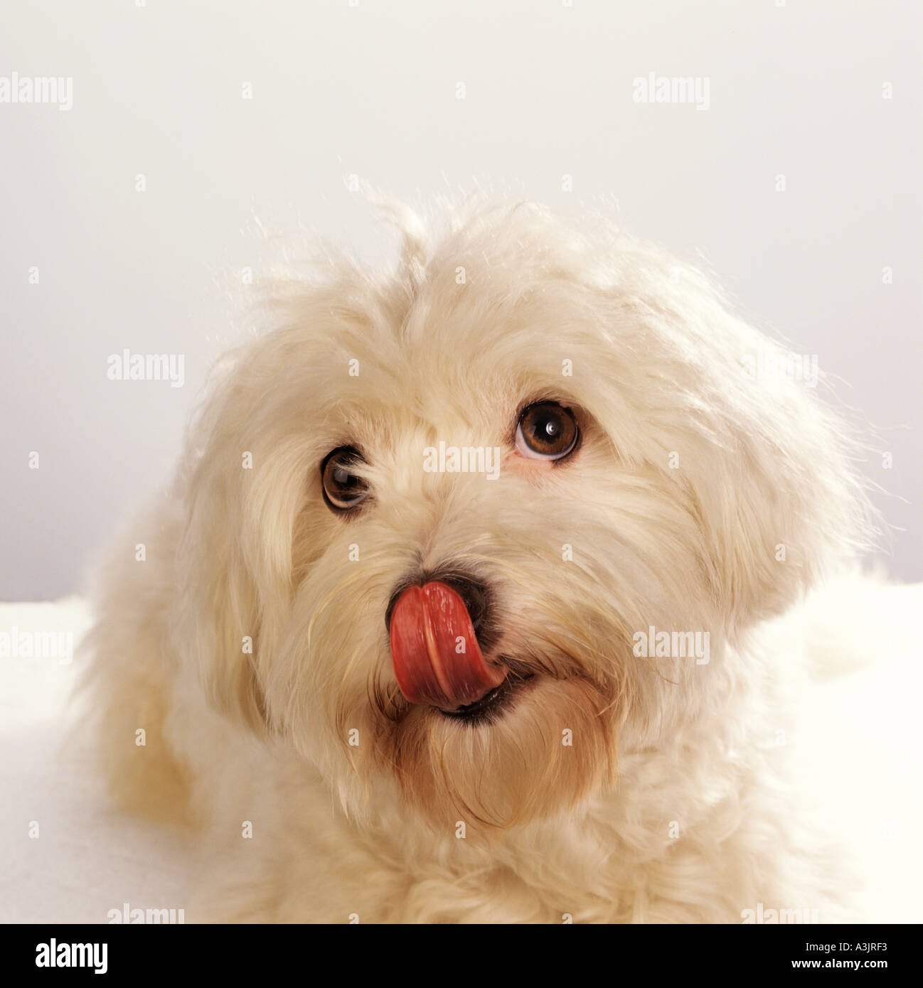 Beaks Cut Out Stock Images & Pictures - Alamy