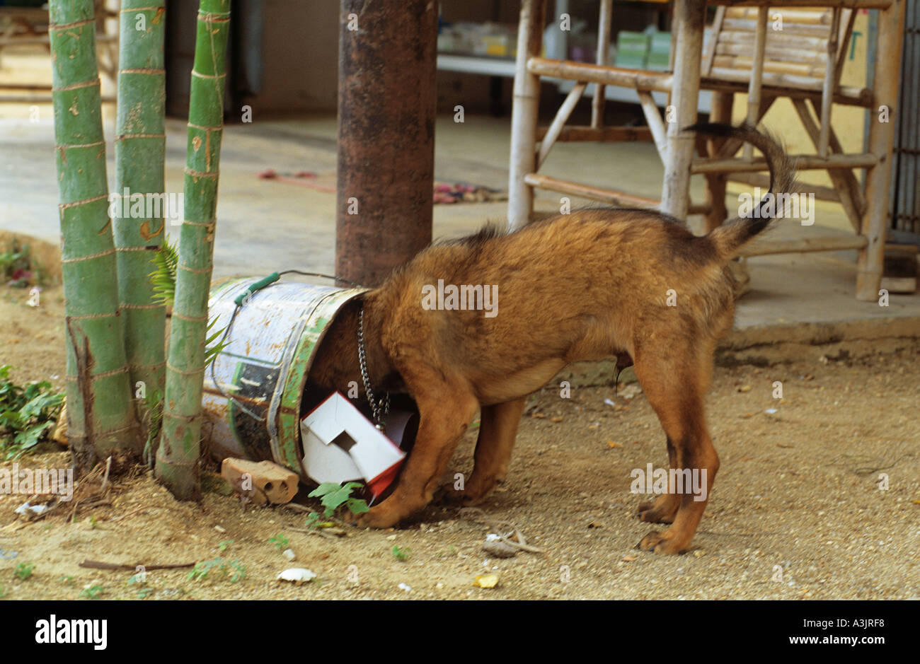 dog at rubbish bin Stock Photo - Alamy