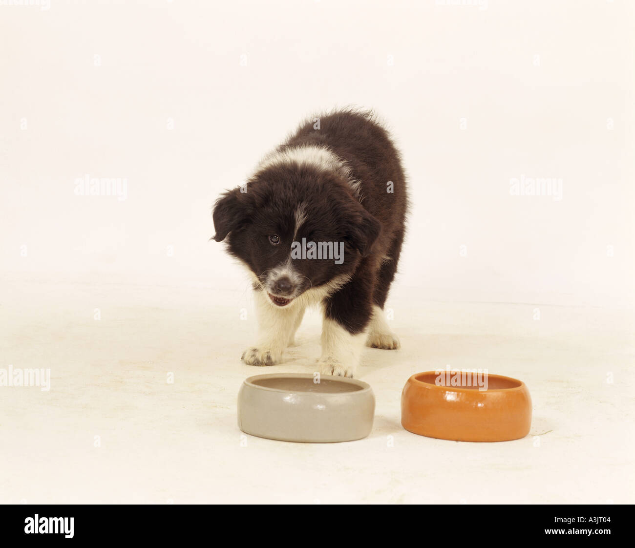 Border collie puppies food hi-res stock photography and images - Alamy