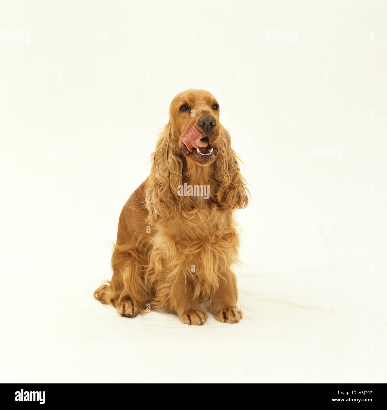 Cocker Spaniel dog - licking its mouth Stock Photo - Alamy
