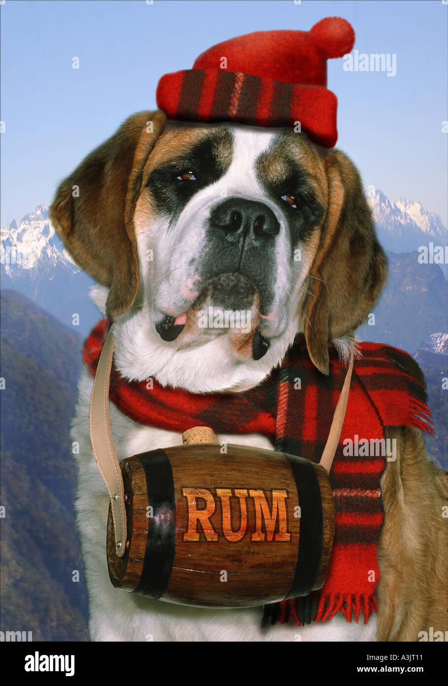 St. Bernard. Puppy with the iconic barrel with alcohol Stock Photo - Alamy