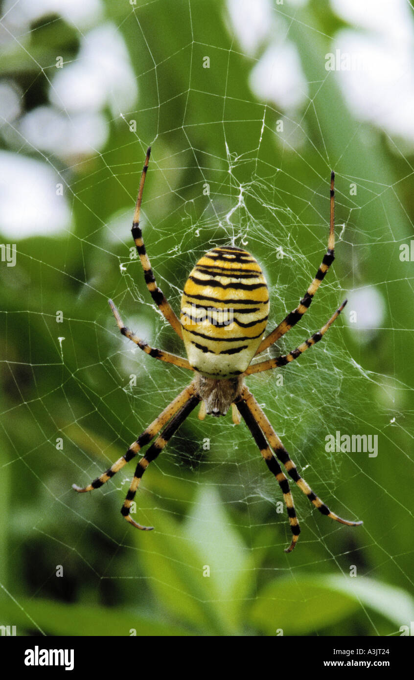 wasp spider in cobweb / Argiope bruennichi Stock Photo - Alamy