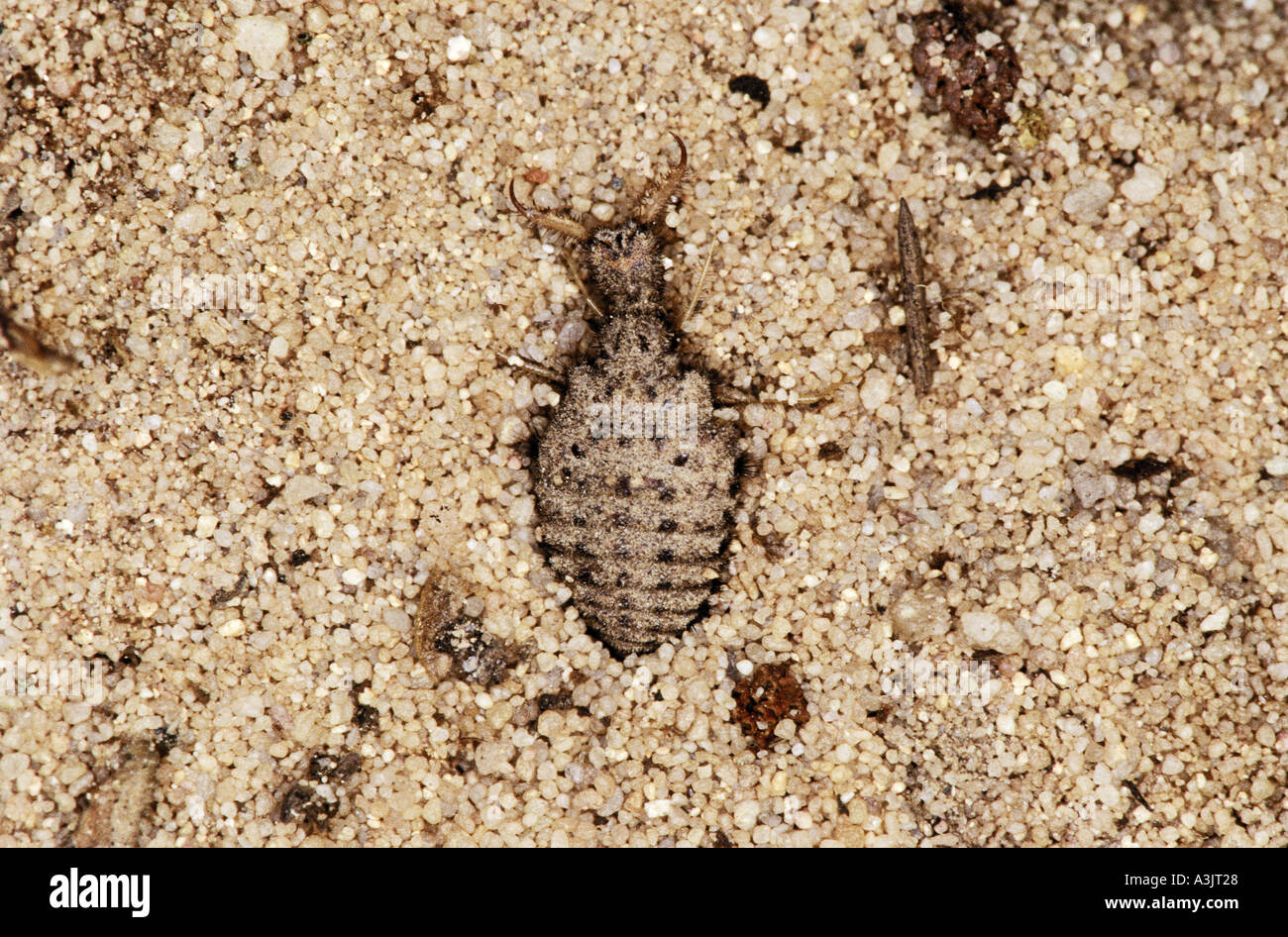 Antlion larva hi-res stock photography and images - Alamy