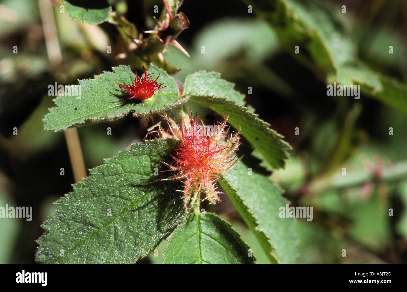 rose gall of a gall wasp Stock Photo - Alamy