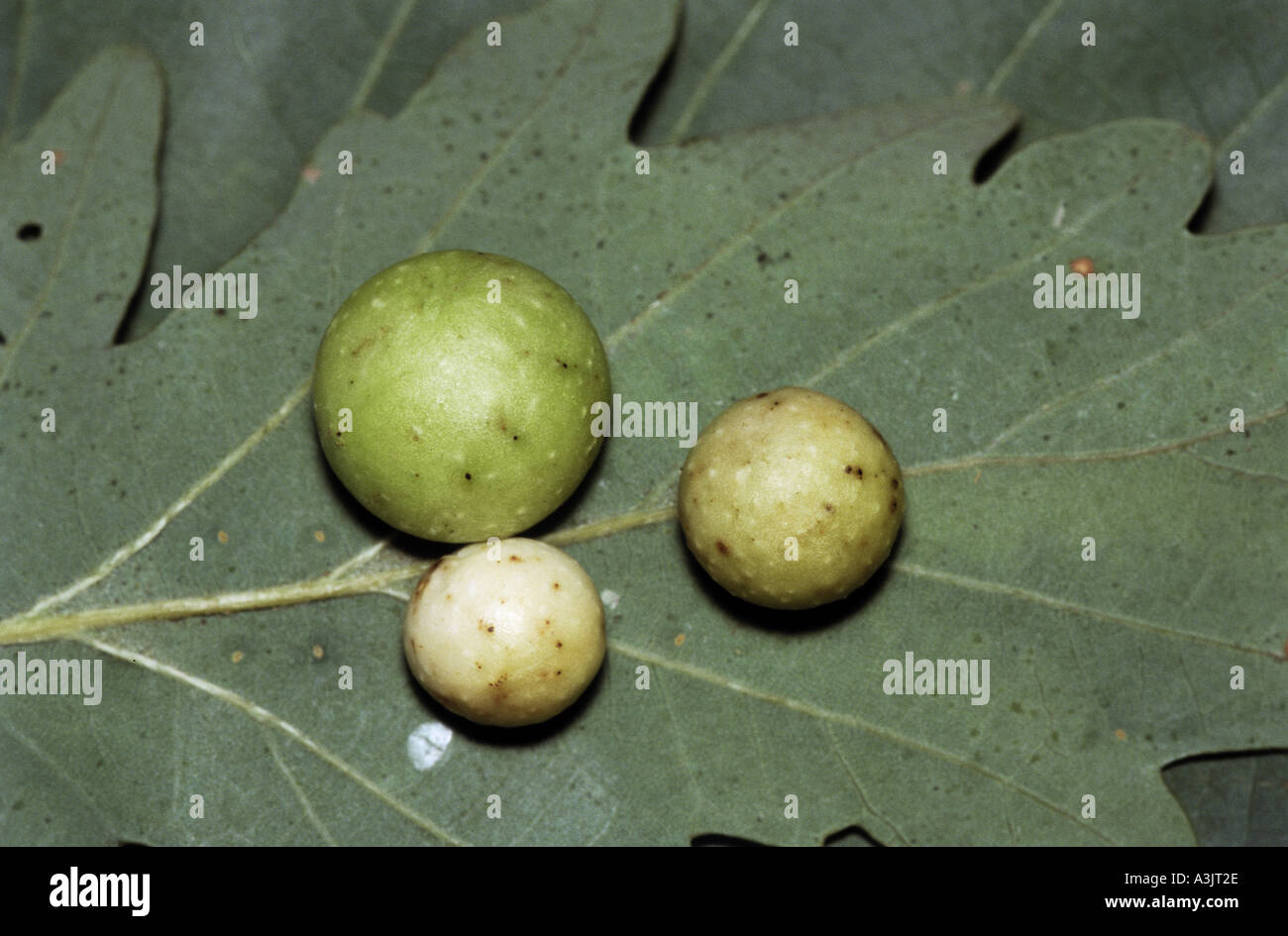 oak galls of a common oak gall wasp Stock Photo - Alamy