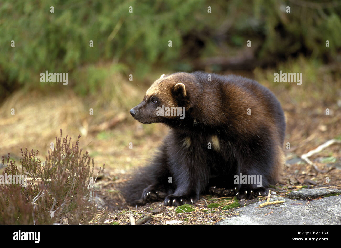 wolverine / Gulo gulo Stock Photo - Alamy