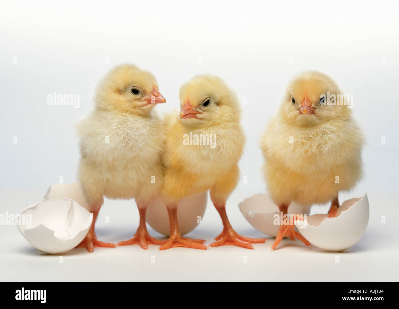 hen - three chicks with eggshells Stock Photo - Alamy