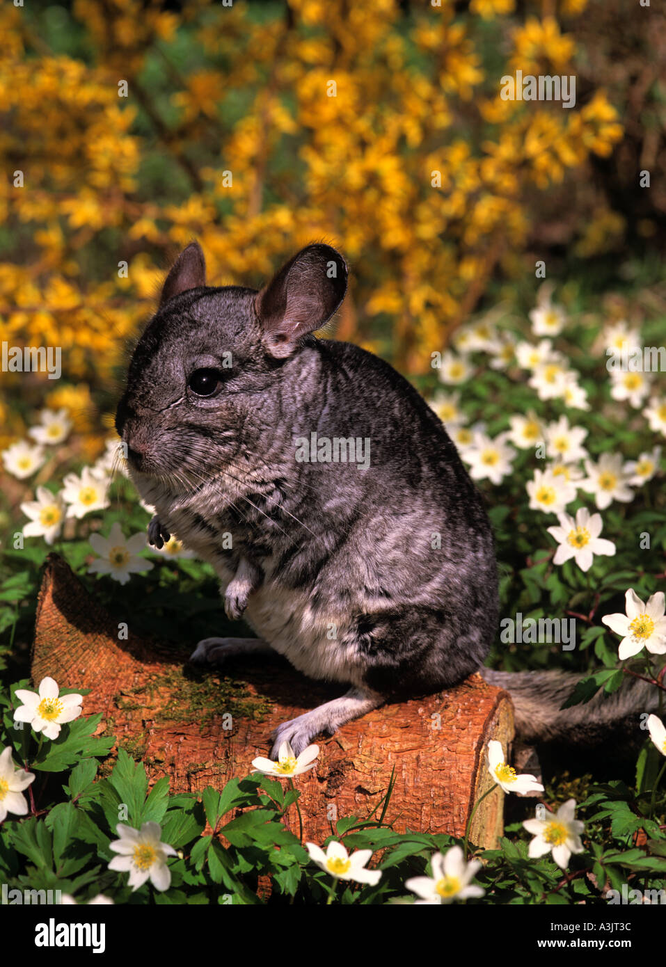 Chinchilla sit hi-res stock photography and images - Alamy