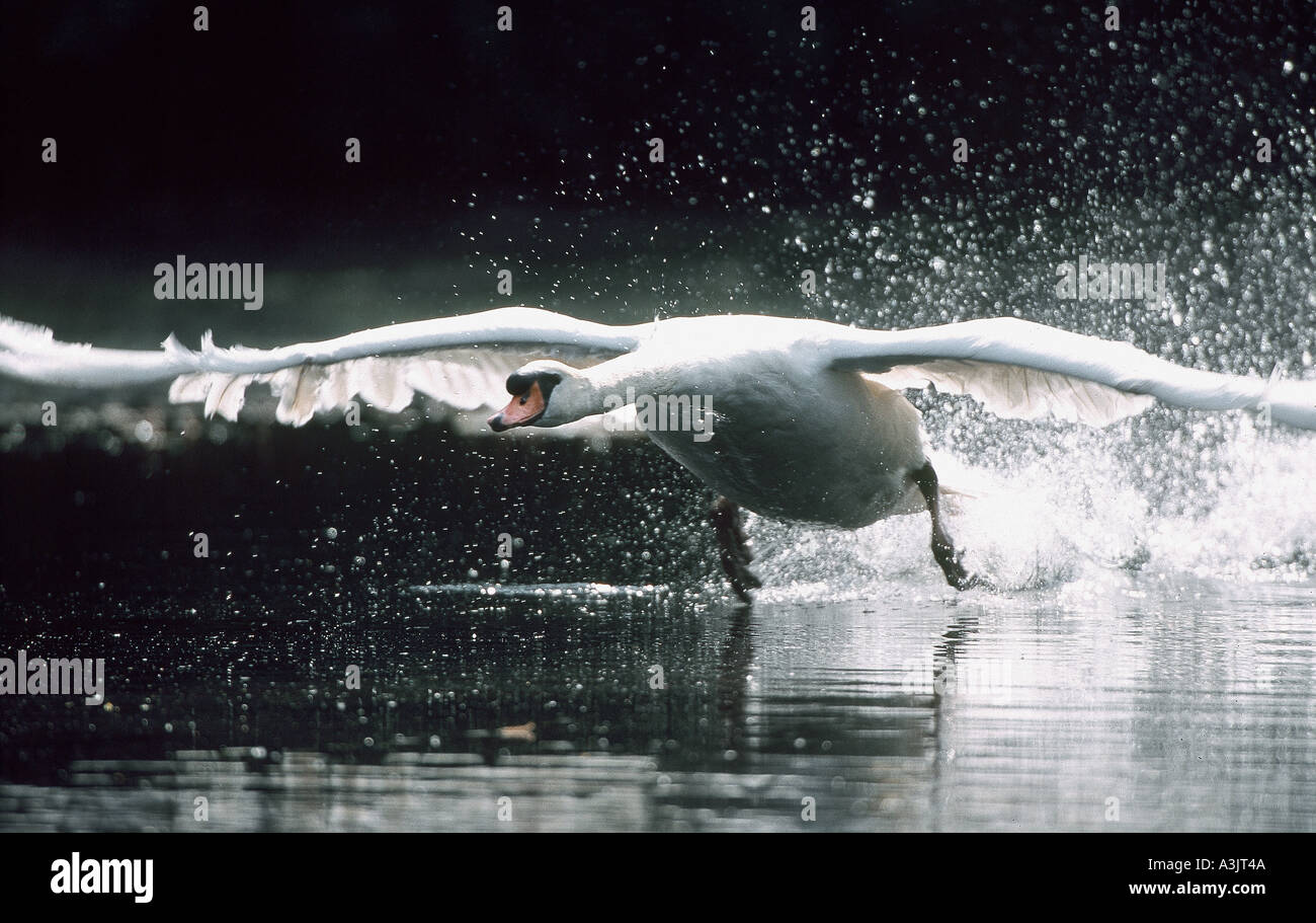 mute swan - flying / Cygnus olor Stock Photo - Alamy