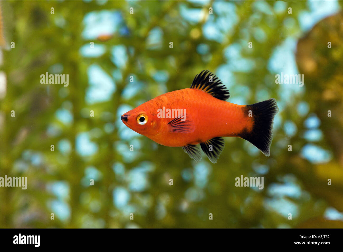 Southern Platyfish, Common Platy (Xiphophorus maculatus) in an aquarium ...