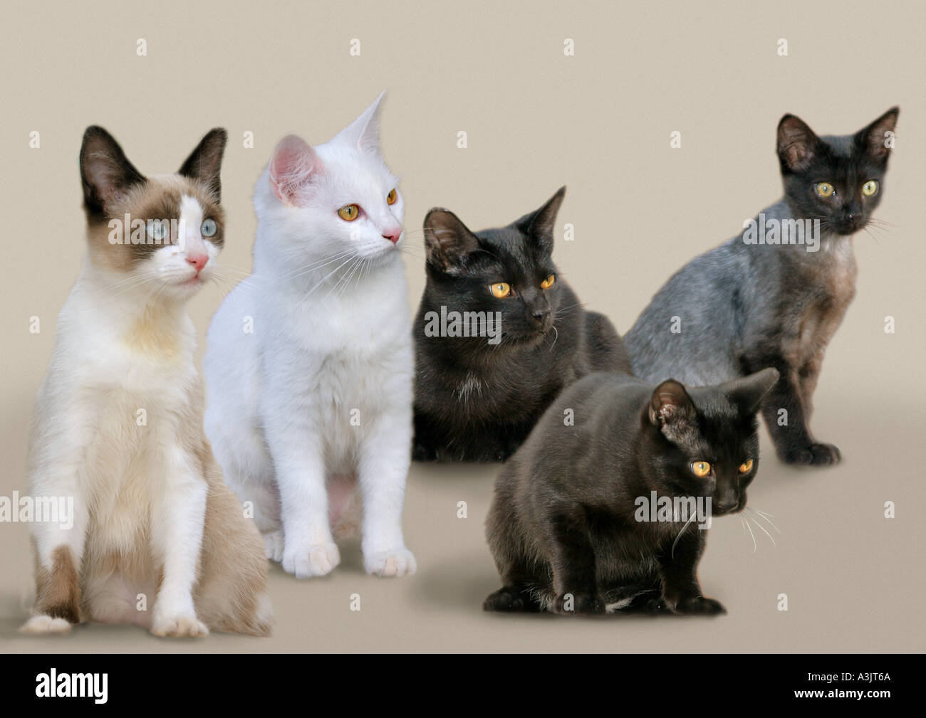 Five individuals hi-res stock photography and images - Alamy