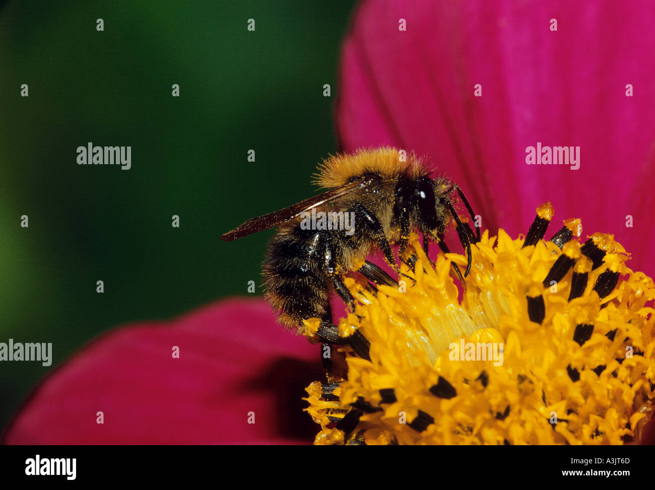 Buff-tailed Bumblebee (Bombus terrestris) foraging on a flower. Germany ...