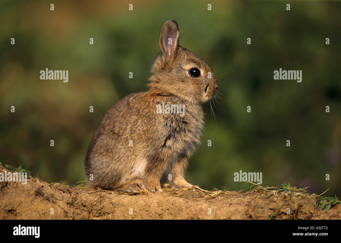 young Old World Rabbit / Oryctolagus cuniculus Stock Photo - Alamy