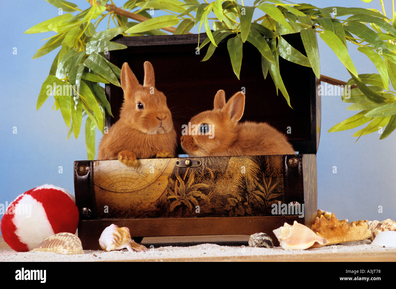 two pygmy rabbits in chest Stock Photo - Alamy