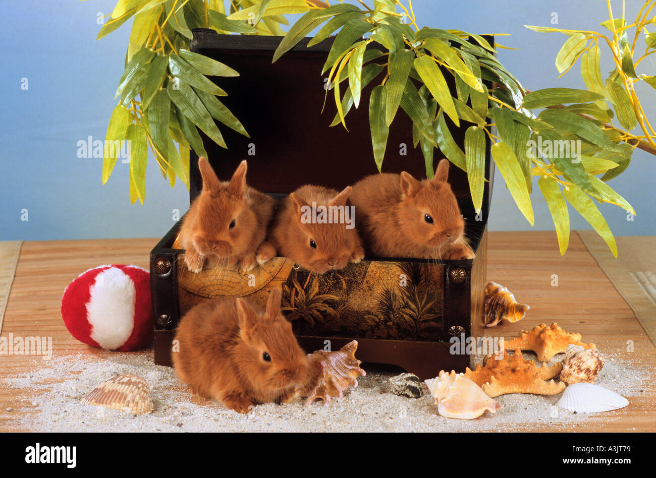 Four rabbits bunnies hi-res stock photography and images - Alamy