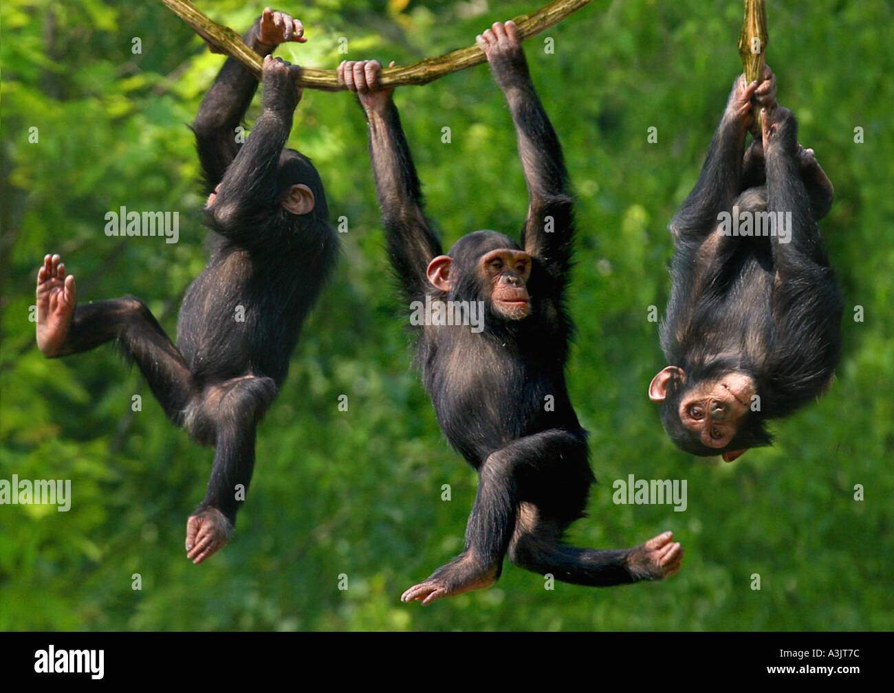 Chimpanzee (Pan troglodytes), three juveniles swinging on a branch ...