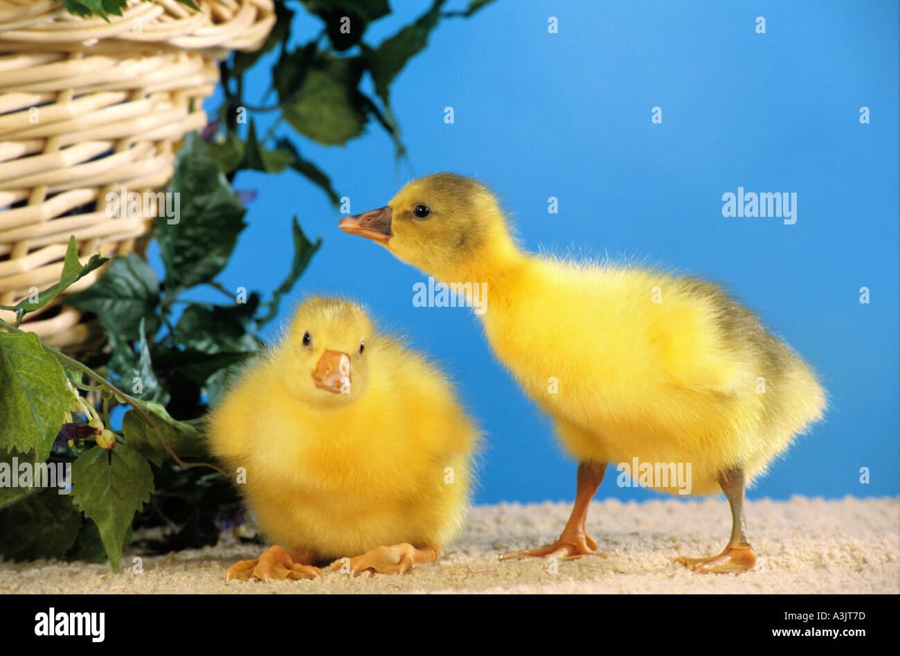 Two small ducks hi-res stock photography and images - Alamy