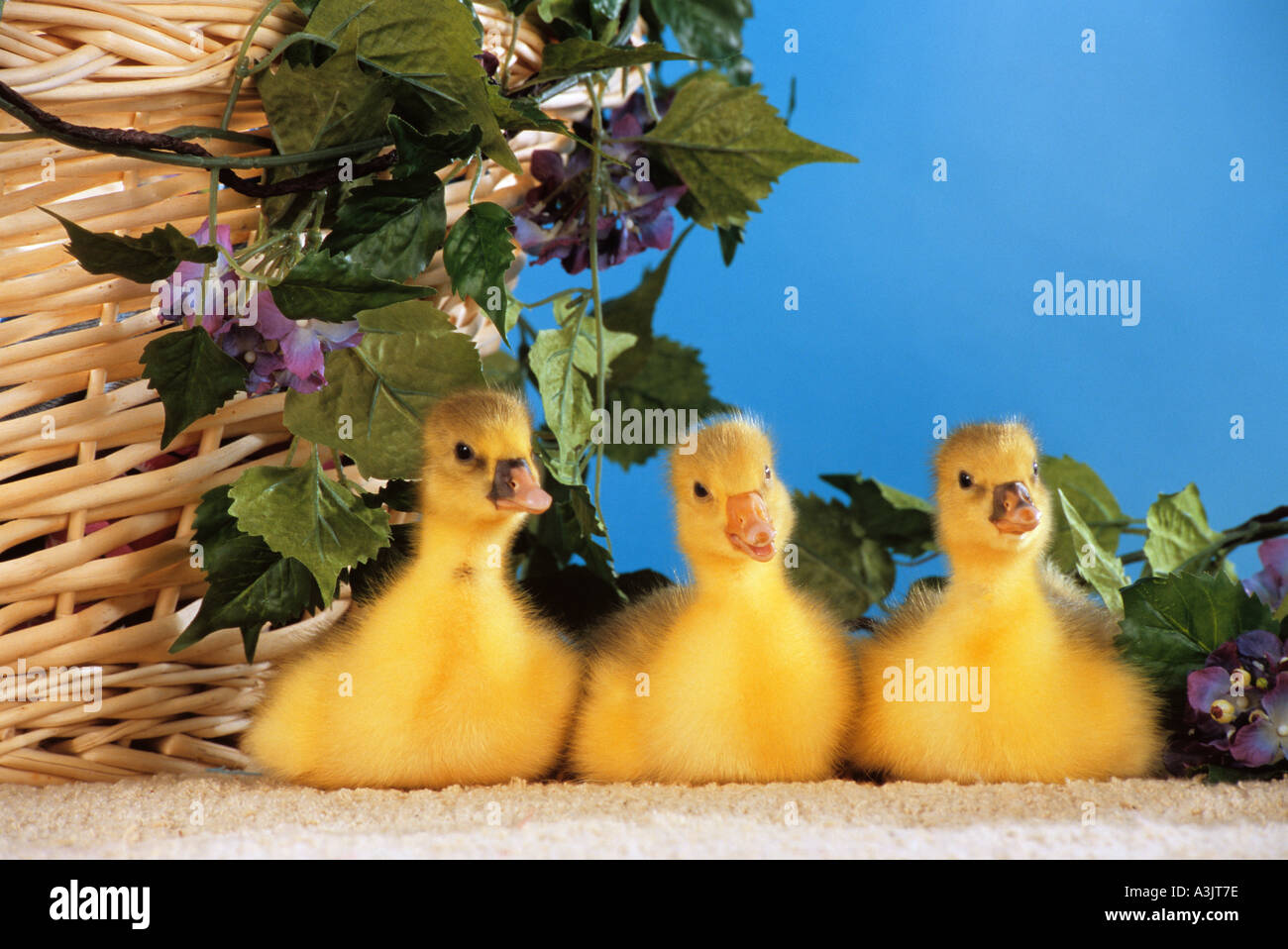 Ducklings three 3 hi-res stock photography and images - Alamy