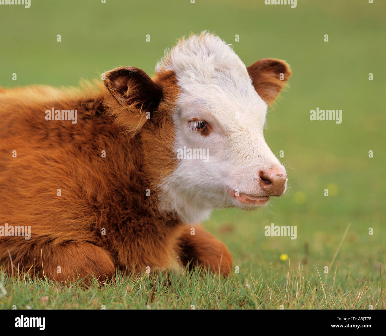 calf - portrait Stock Photo - Alamy