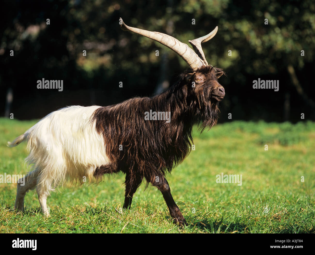 Valais Blackneck - he goat / Capra hircus Stock Photo - Alamy