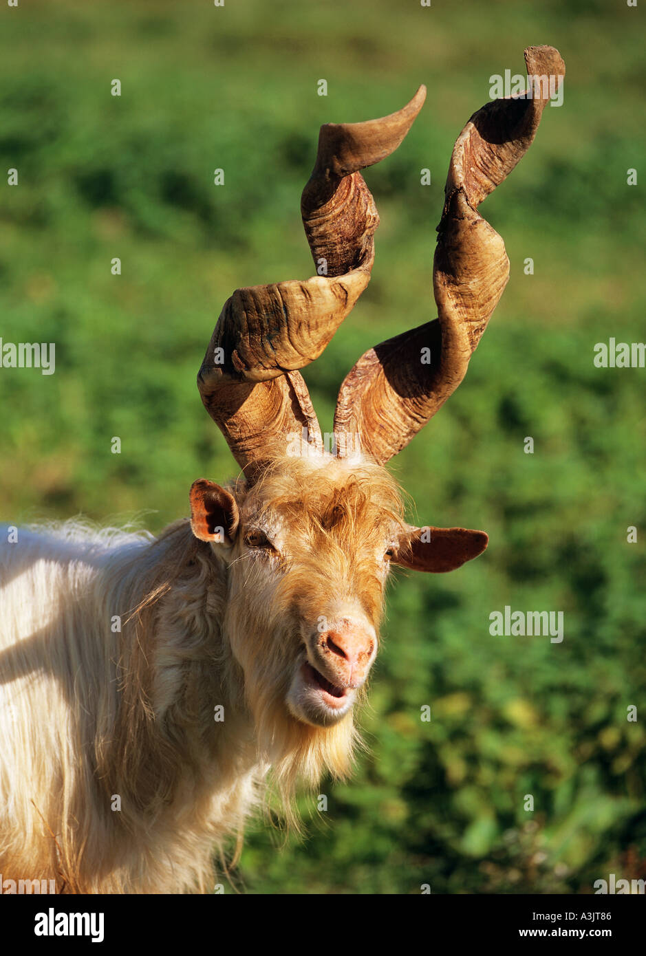 Markhor (Capra falconeri). Portrait of male with corkscrewing horns ...