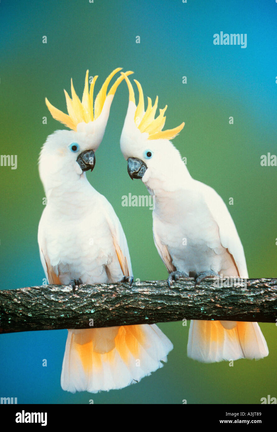 Triton Cockatoo Pair