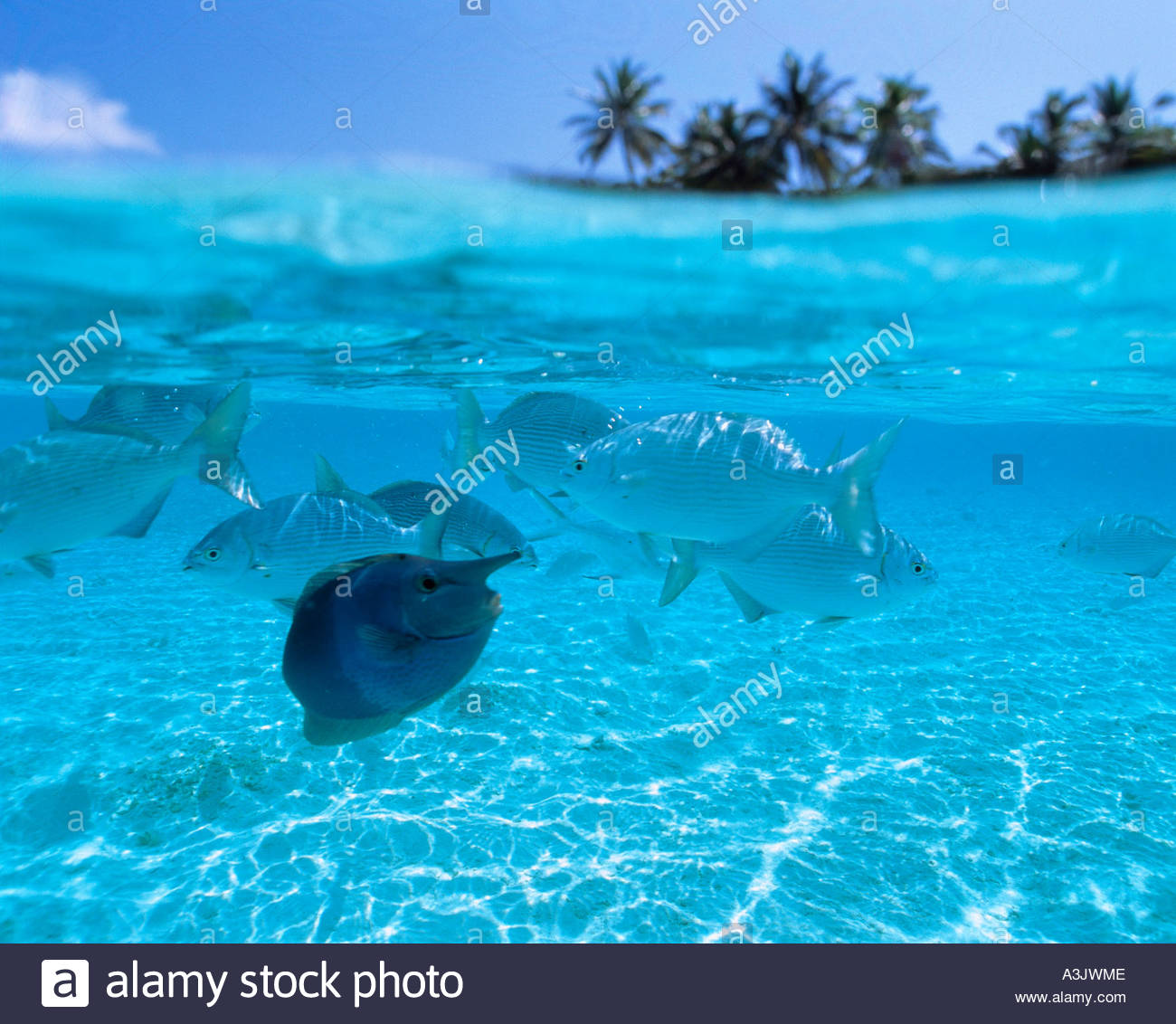 Ocean Wallpaper The Inside