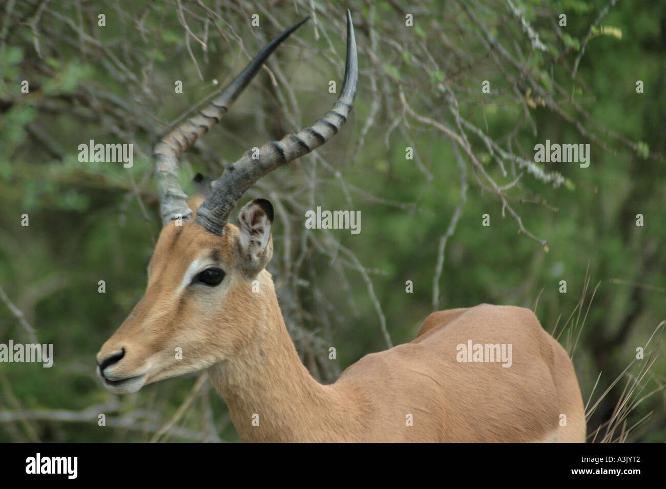 Curvy horns hi-res stock photography and images - Alamy